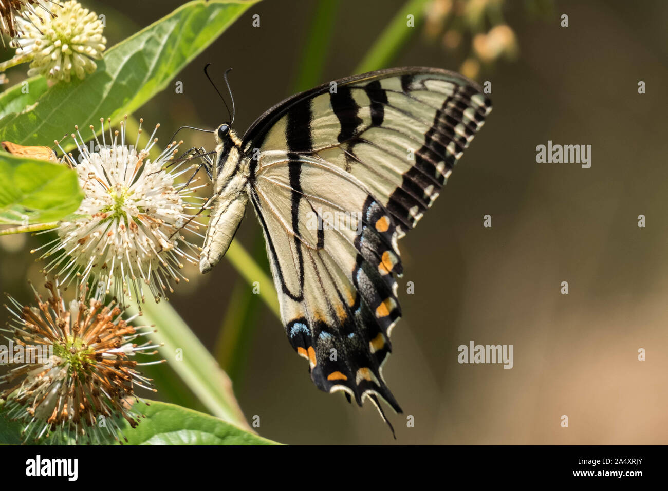 An Eastern Tiger Swallowtail on a buttonbush bloom at Crowder County ...