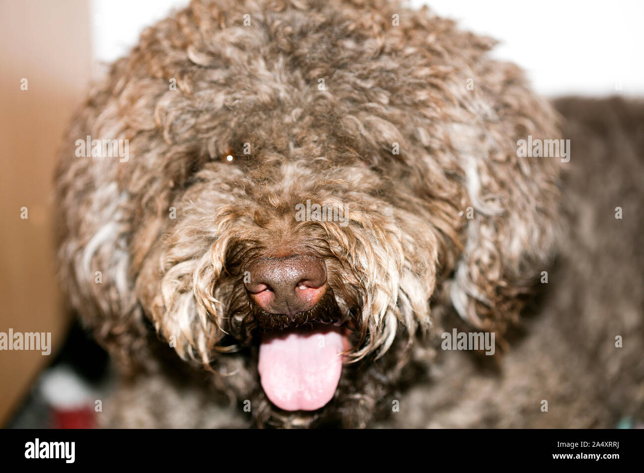 The Truffle Hunters High Resolution Stock Photography and Images - Alamy