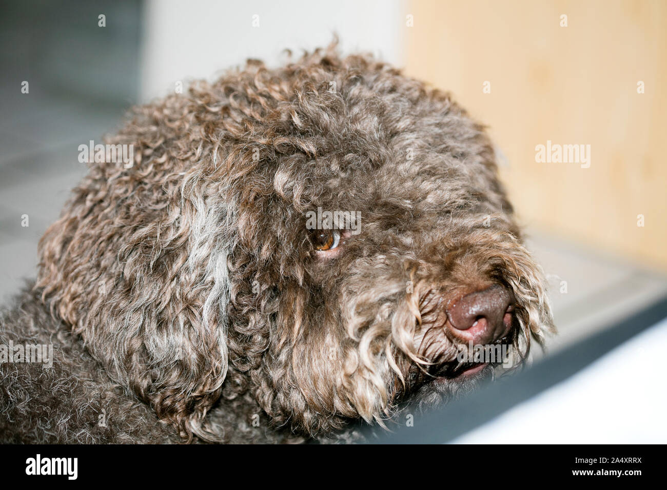 Brown italian dog macro portrait breed truffle hunting lagotto ...