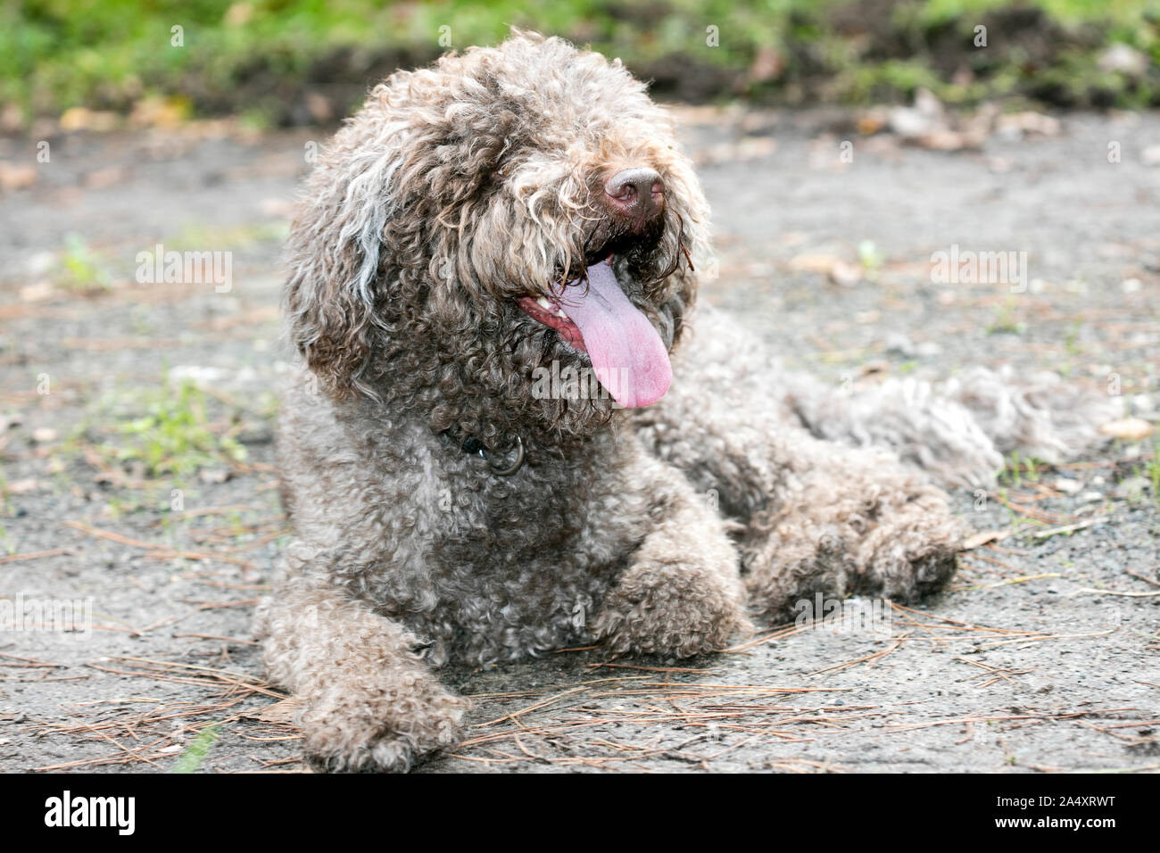 Brown italian dog macro portrait breed truffle hunting lagotto ...