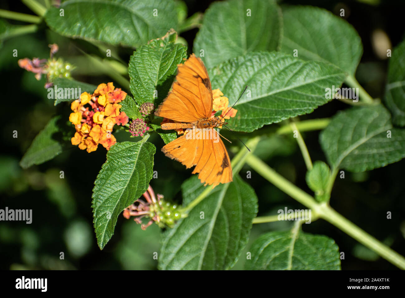 Orange butterfly detail hi-res stock photography and images - Alamy