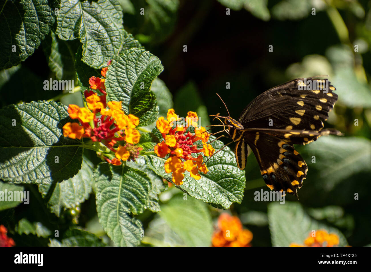 Small tiny butterfly hi-res stock photography and images - Alamy