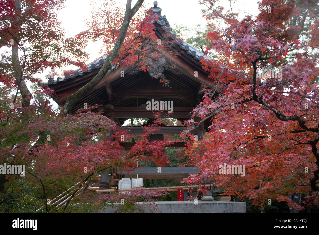 Idillyc autumn with Japanese admosphere the leaves of Acre surrounding ...