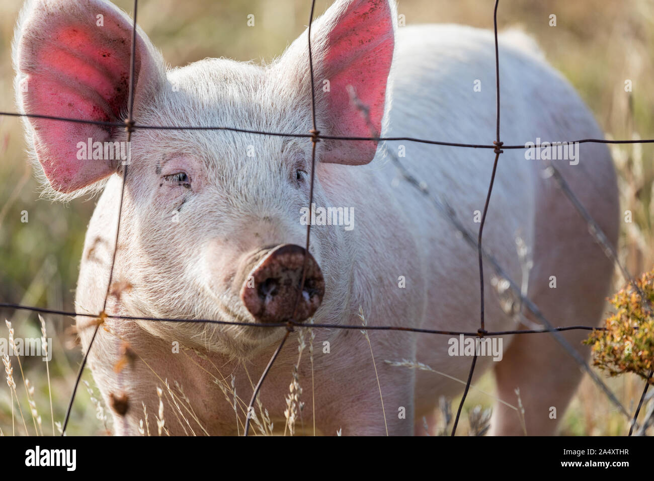 Pink pig looking through wire fence on a farm in Oregon, USA Stock ...