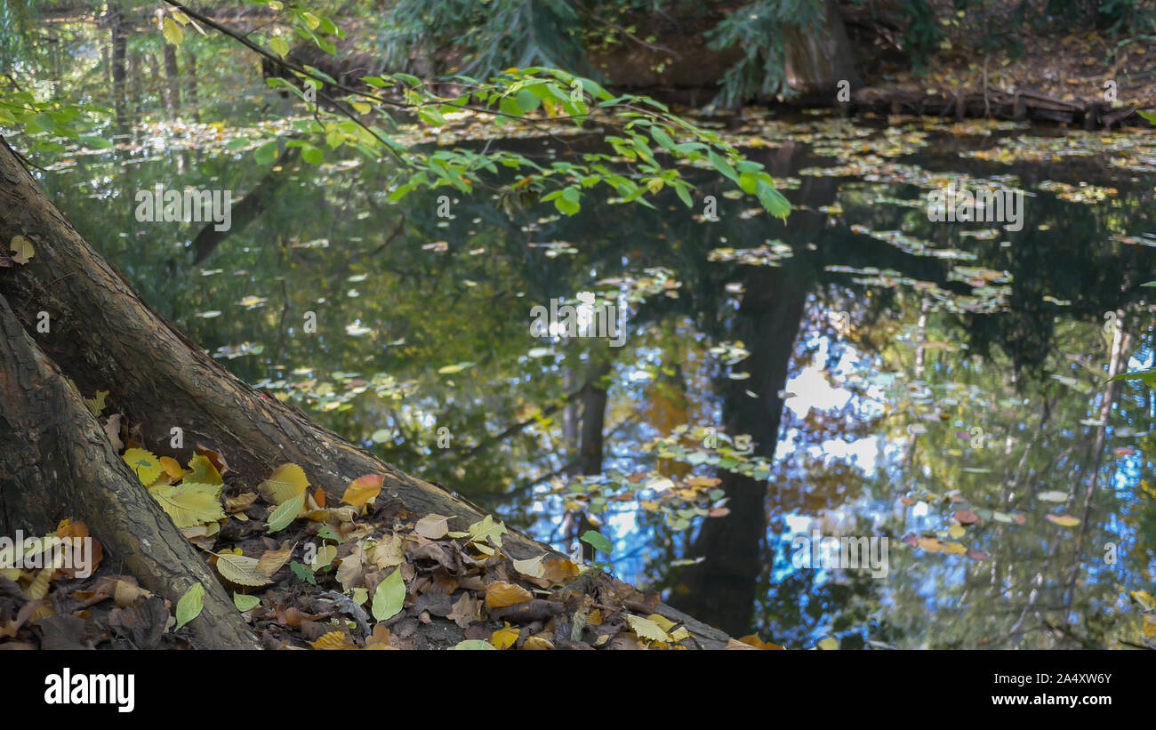 Fallen leaves under trees in hi-res stock photography and images - Alamy