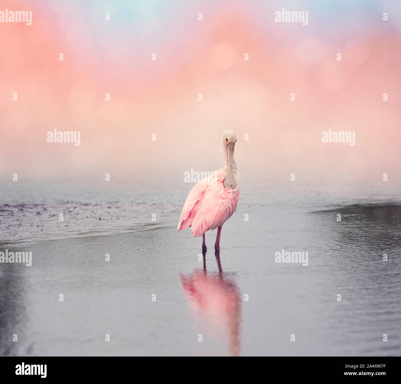 Roseate Spoonbill in the pond grooming its feathers Stock Photo - Alamy