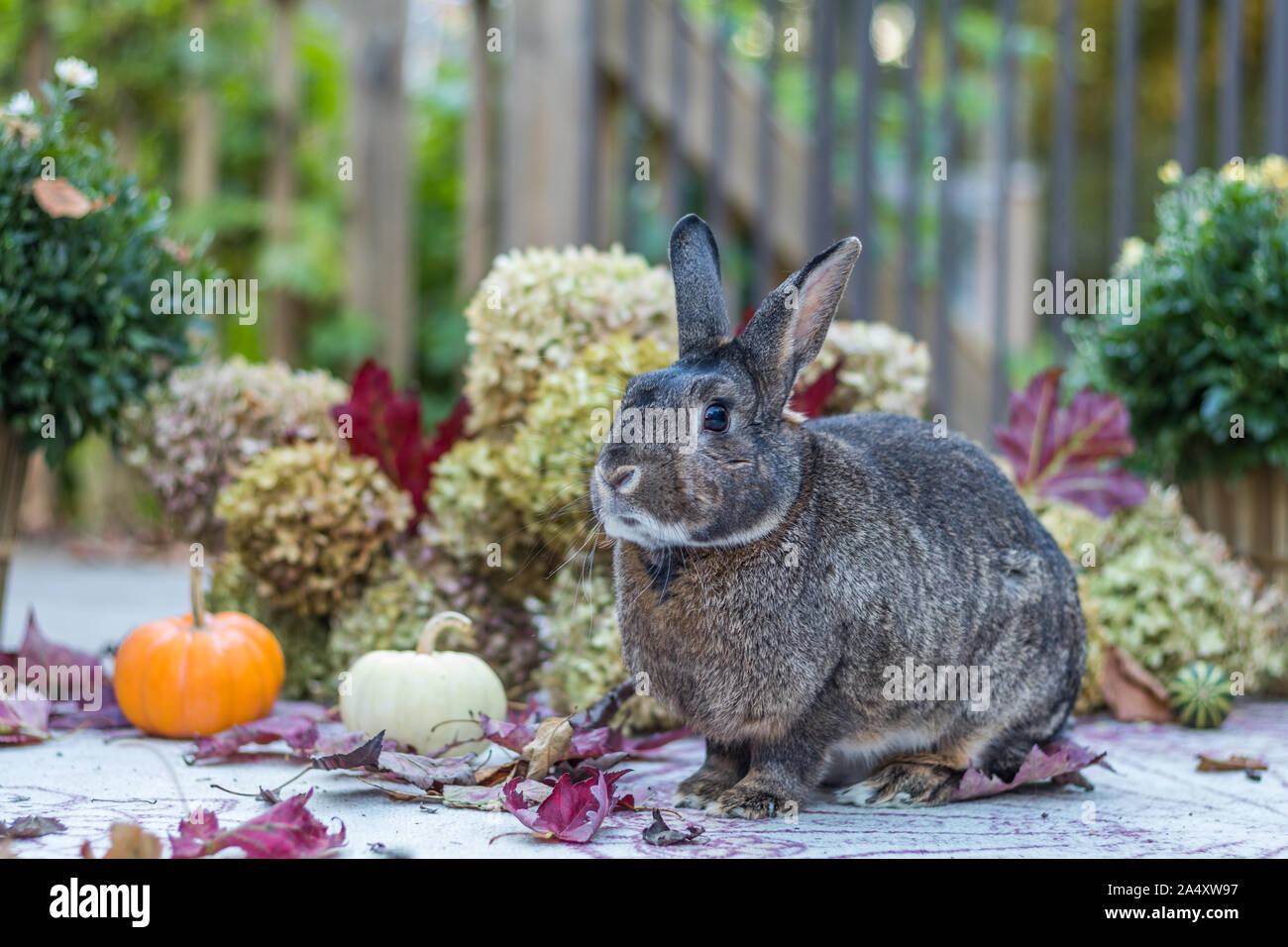 Fall scene with mums and pumpkins hi-res stock photography and images ...
