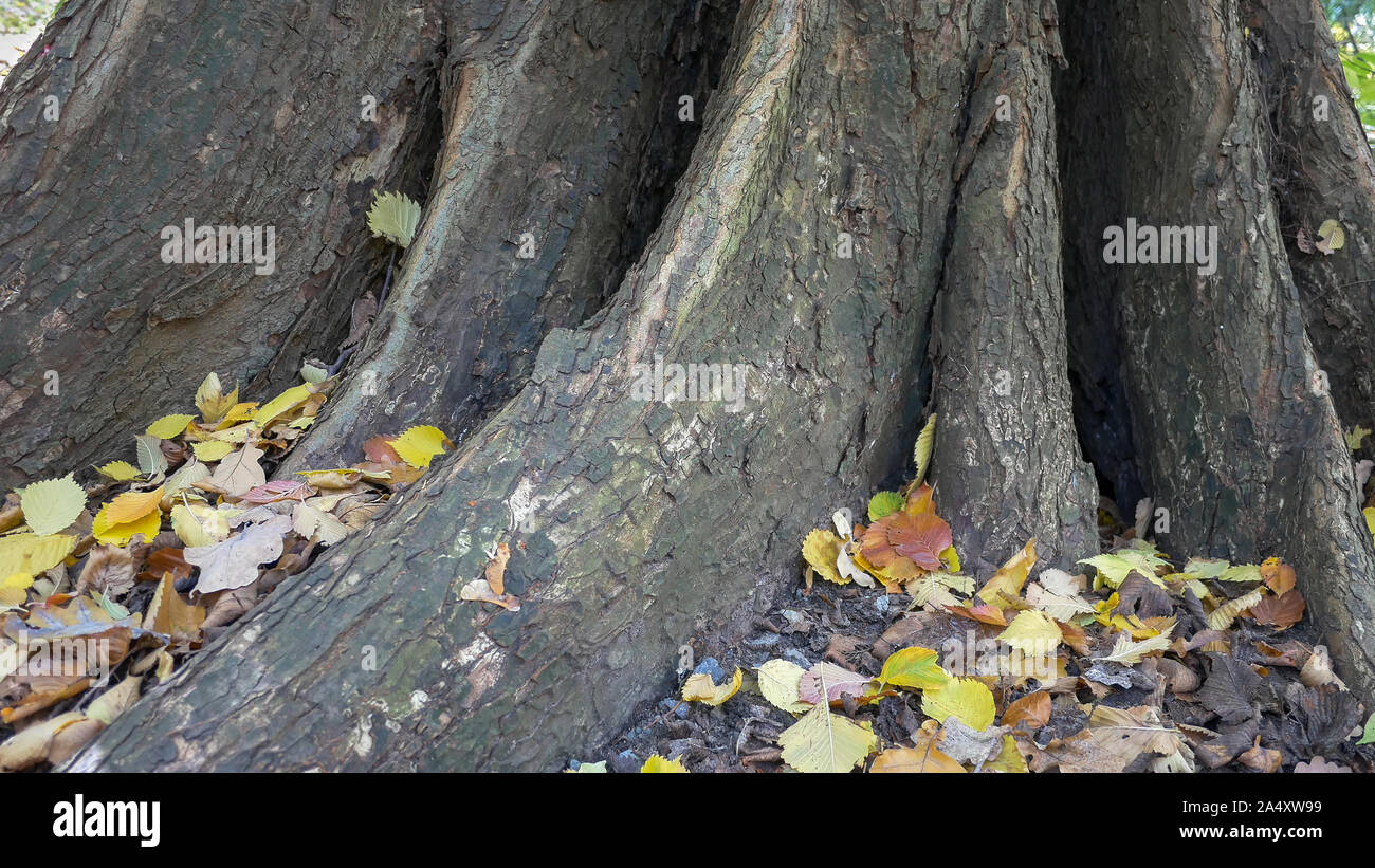 Leaves under the tree hi-res stock photography and images - Alamy