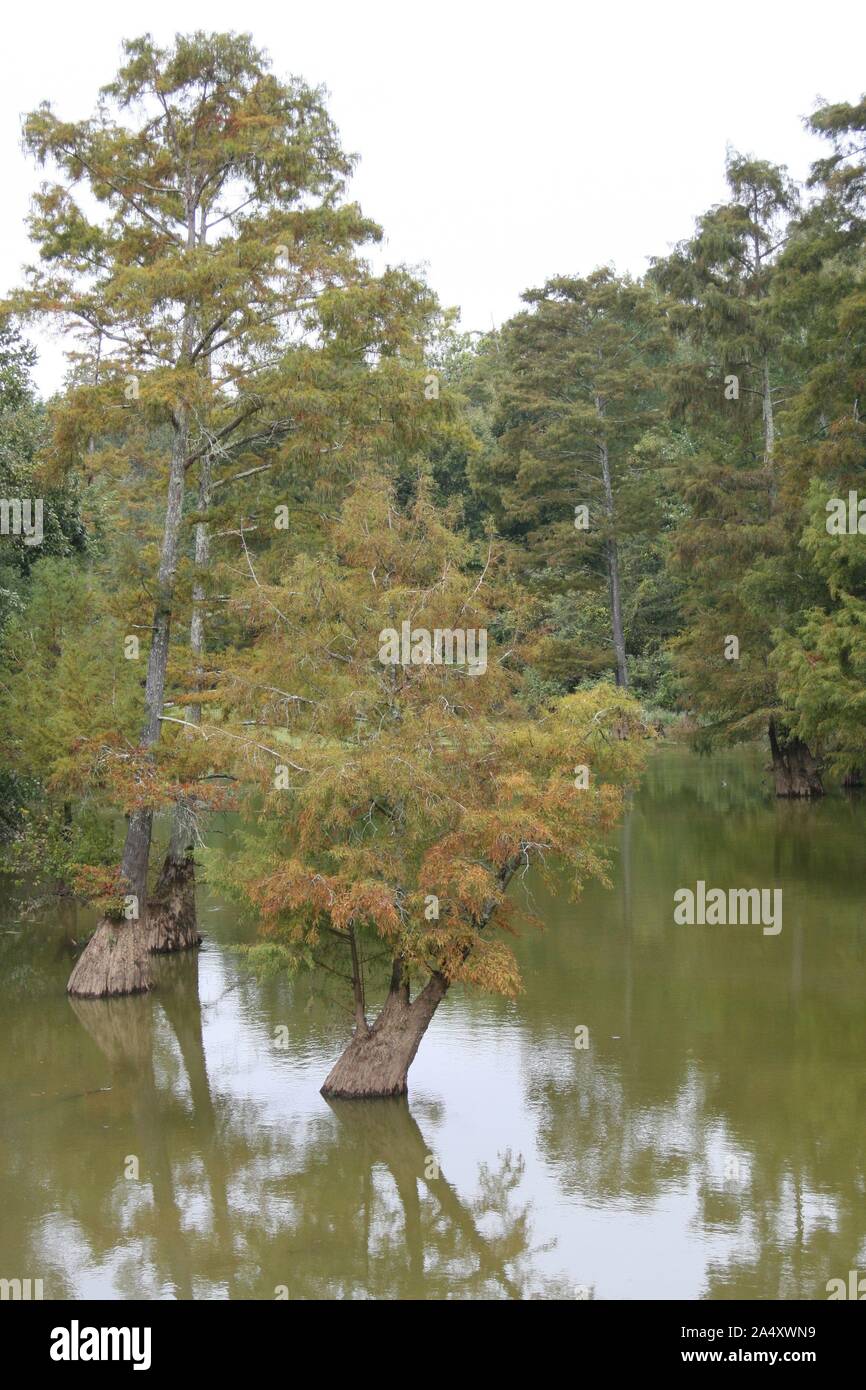 Swamp land hi-res stock photography and images - Alamy