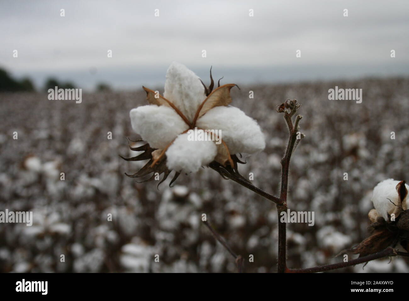 Field cotton tennessee hi-res stock photography and images - Alamy