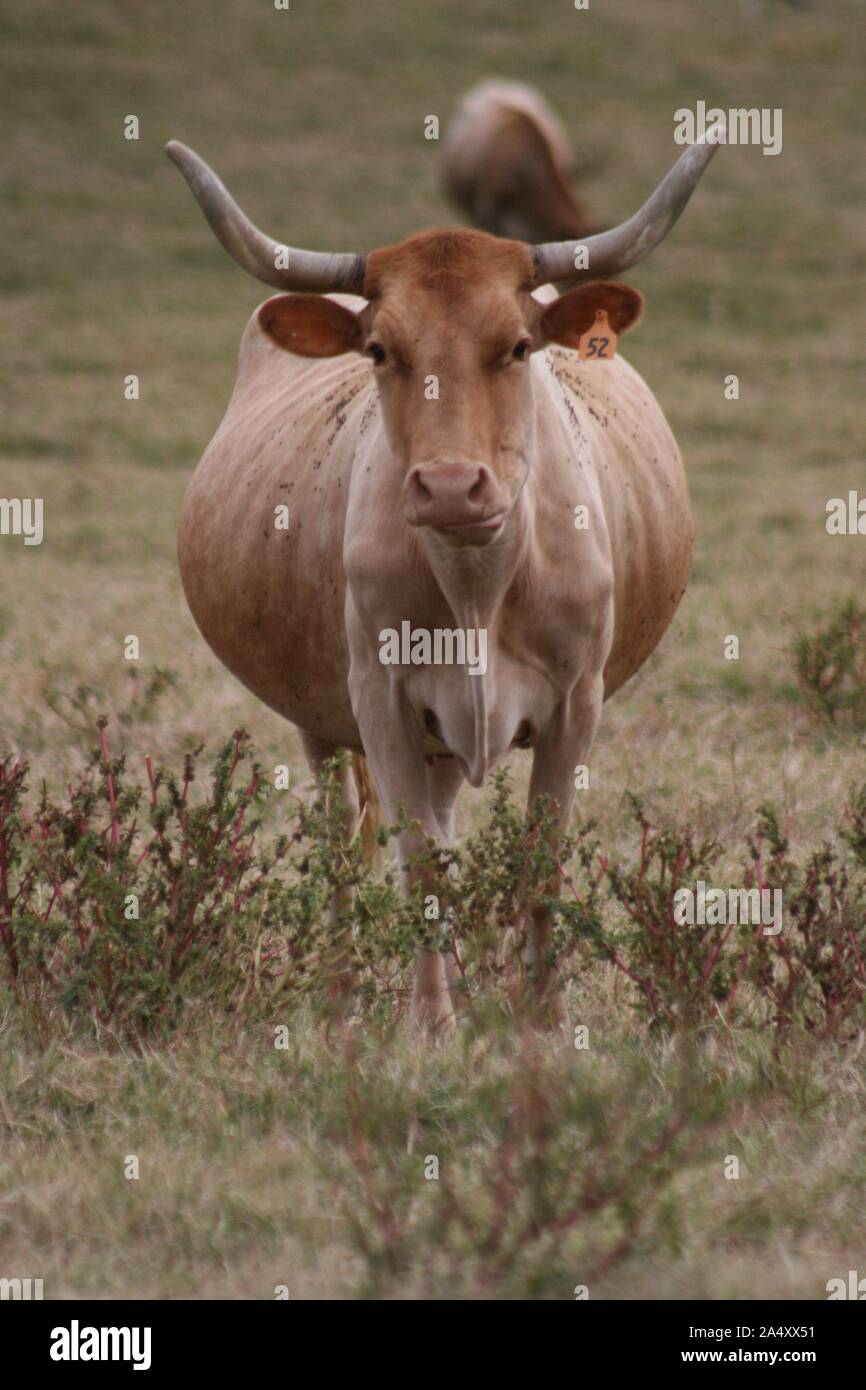Tennessee ranch hi-res stock photography and images - Alamy