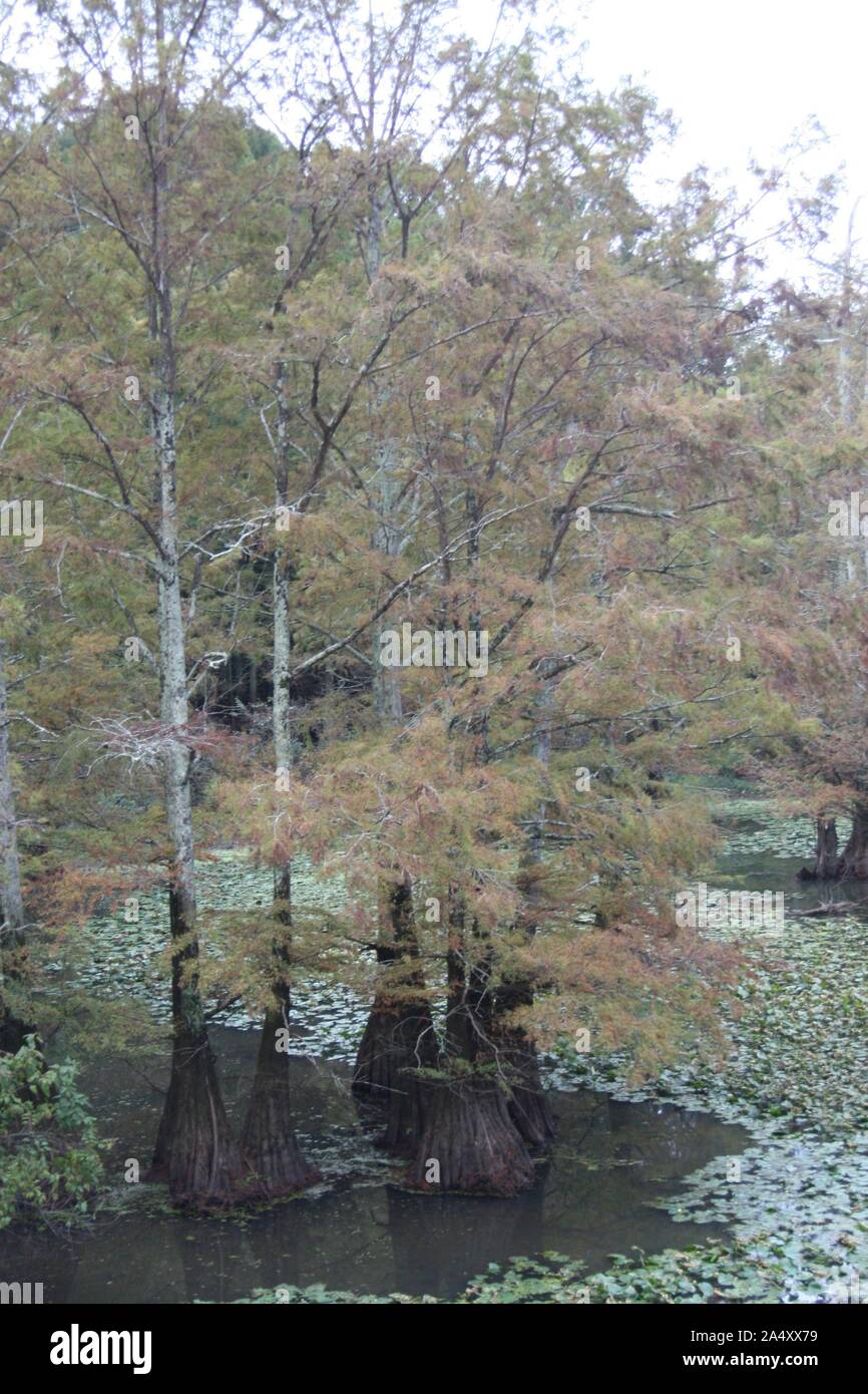 Highland swamp hi-res stock photography and images - Alamy