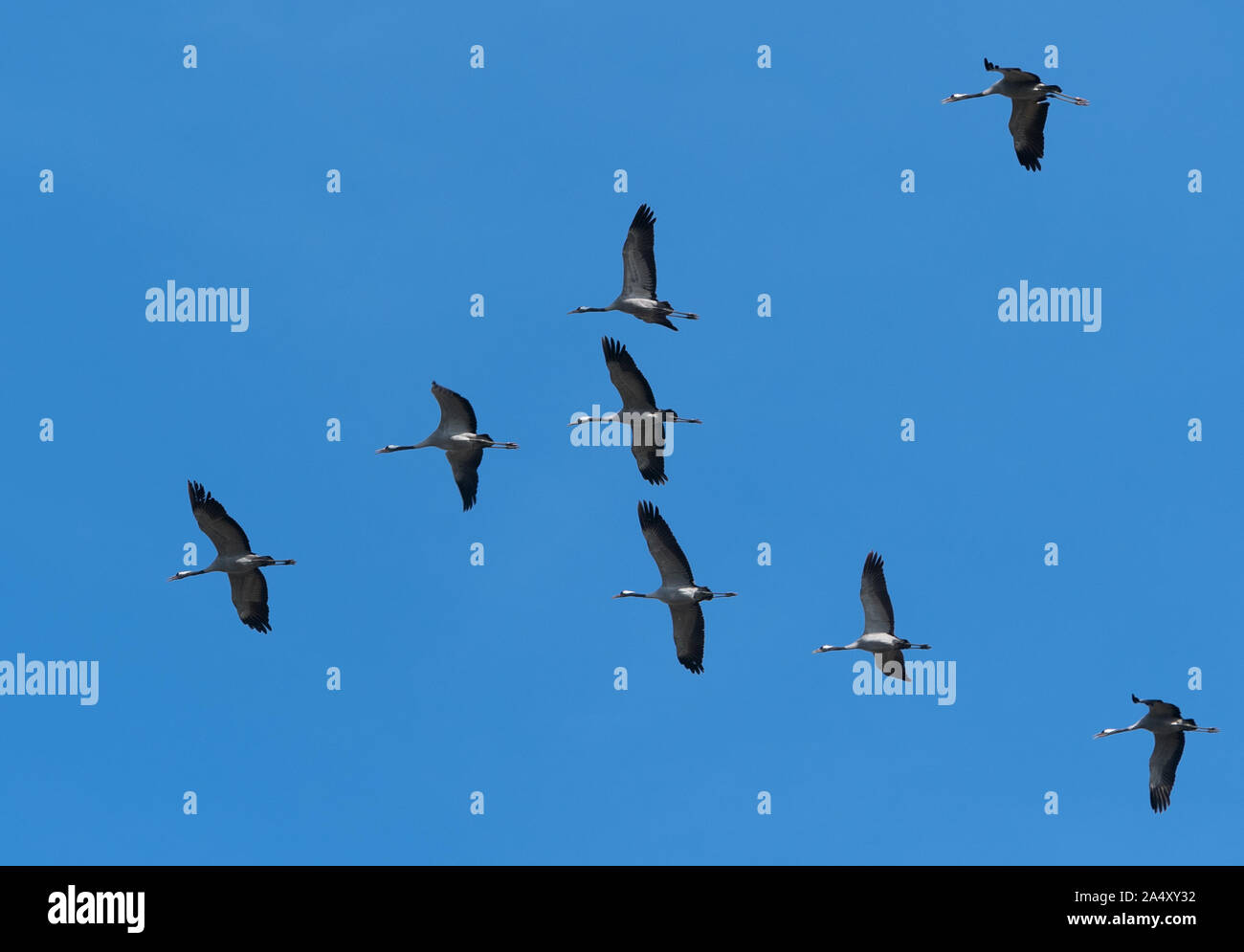 Loose formation hi-res stock photography and images - Alamy