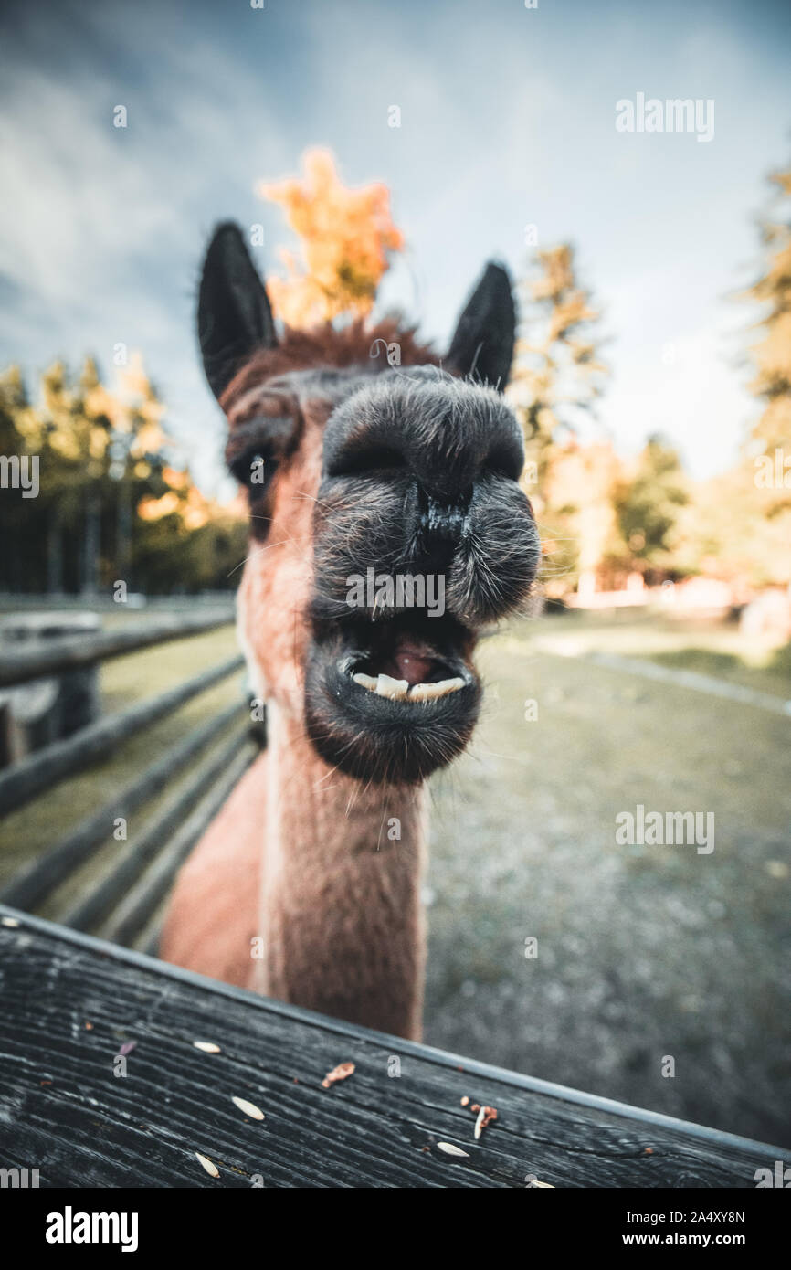 alpaca portrait with an autumn background Stock Photo - Alamy