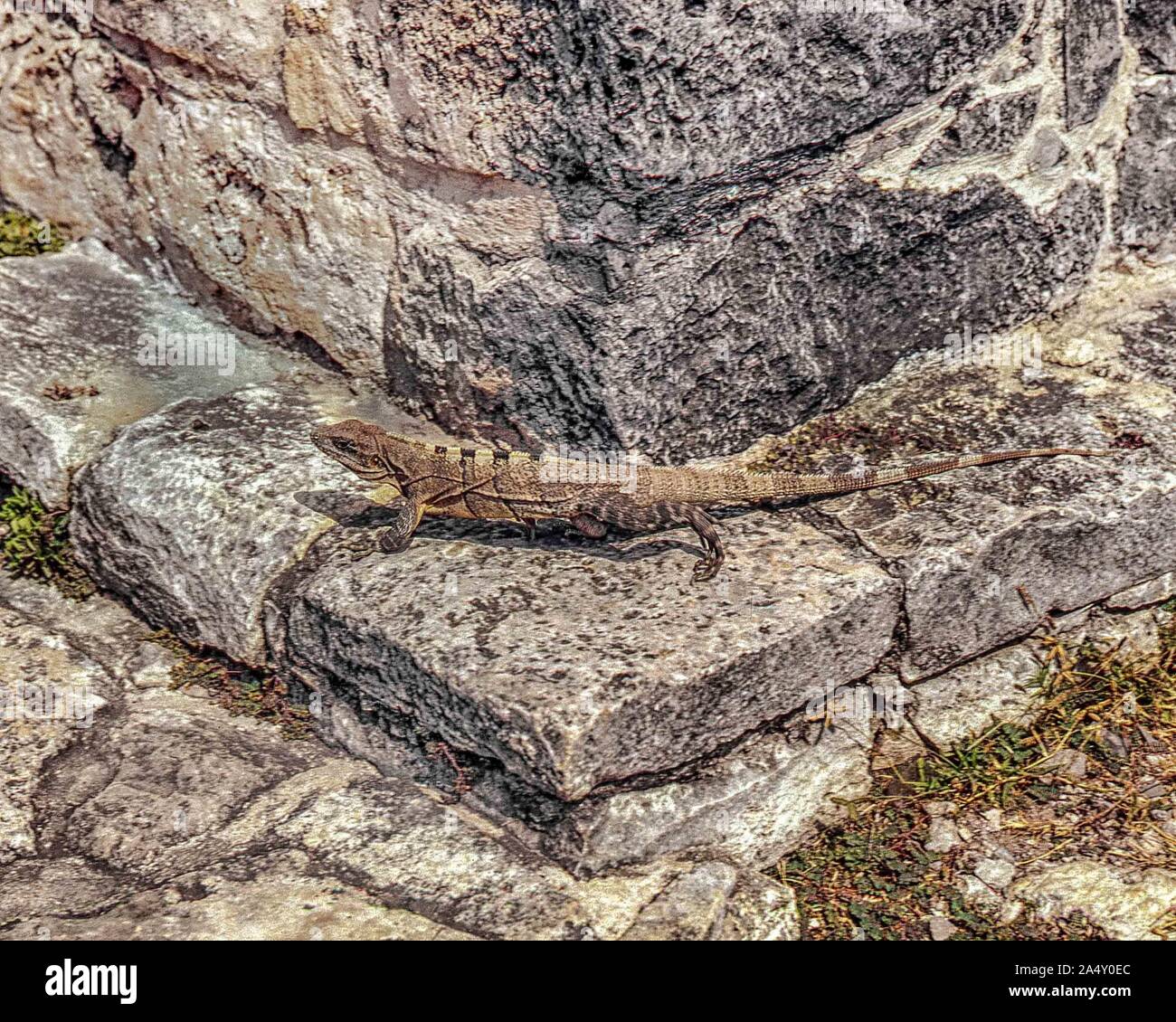 Tulum, Quintana Roo, Mexico. 8th Mar, 2000. A small lizard roams ...