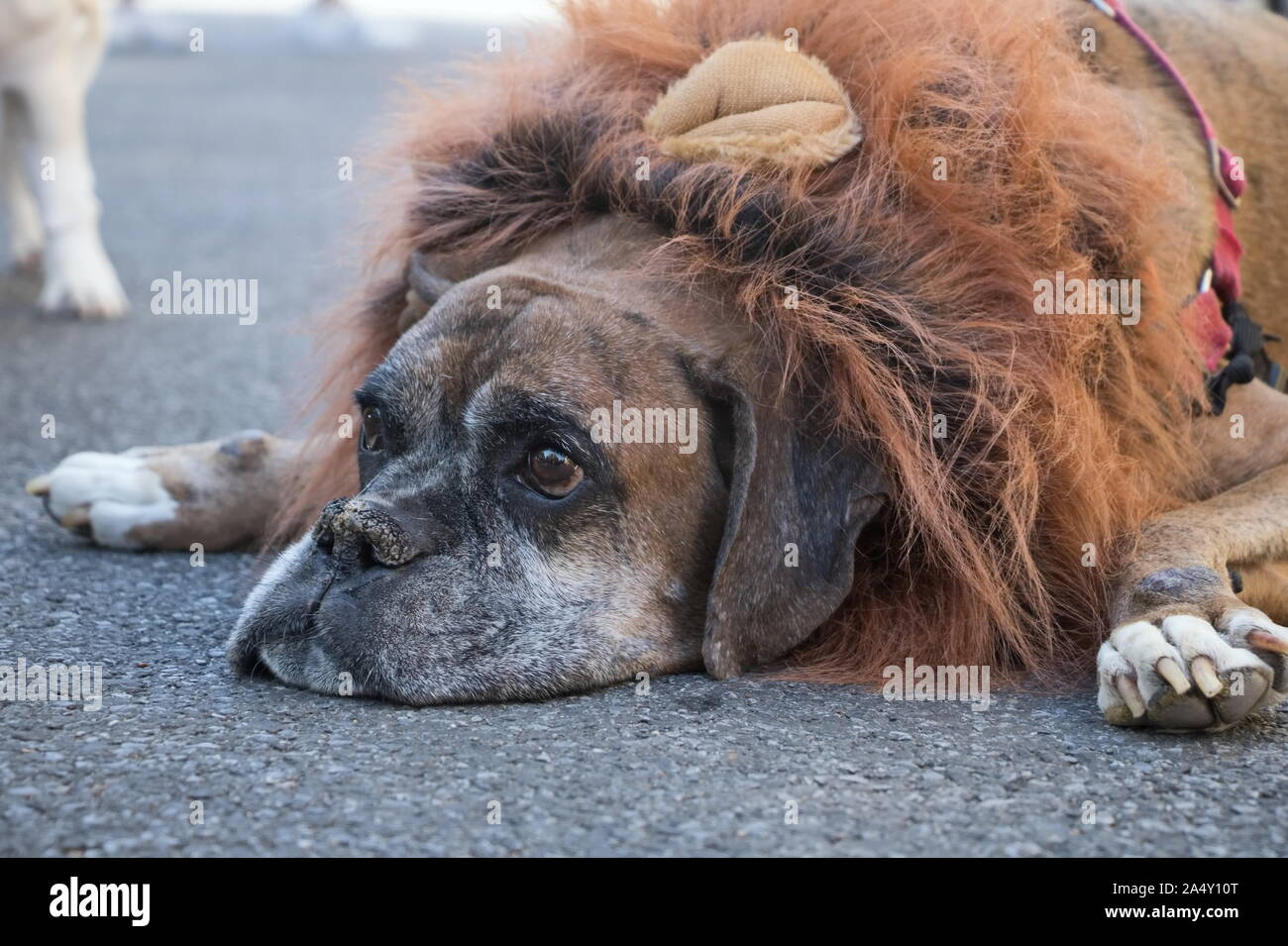 New York City, NY / USA - October 28, 2017: Adorable dog in a lion ...