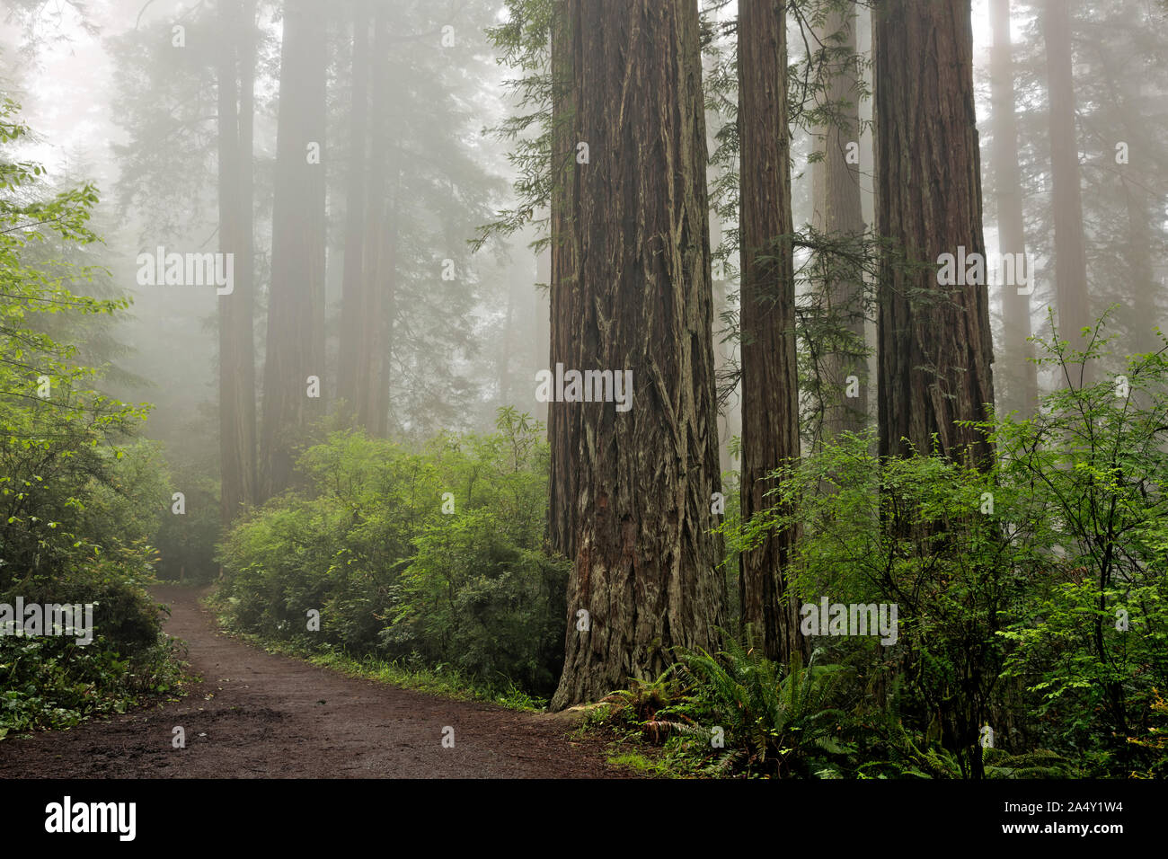 Sequoia national park under fog hi-res stock photography and images - Alamy