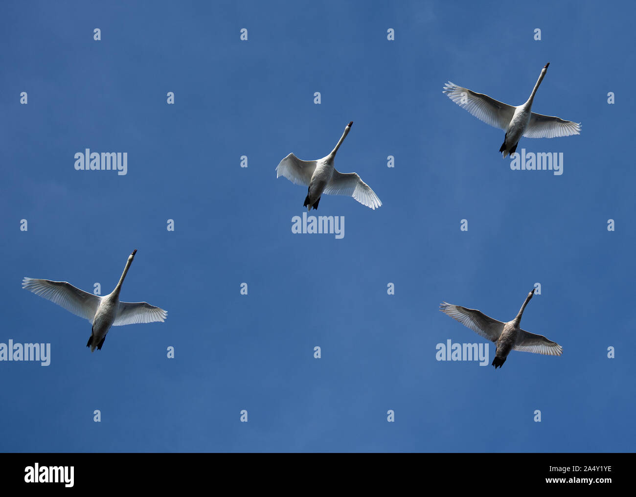 Loose formation hi-res stock photography and images - Alamy