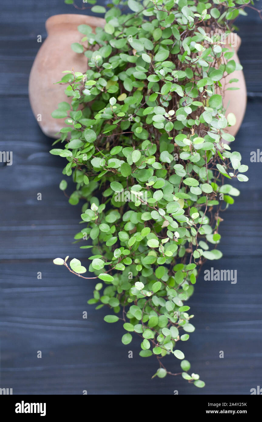 Wire plants decorated on a black wall Stock Photo - Alamy