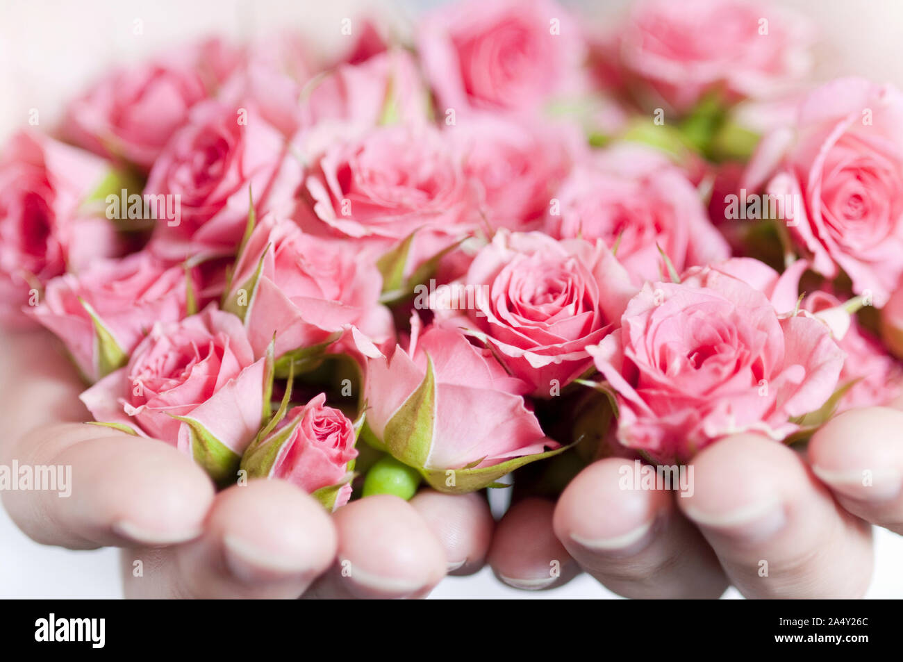 With Her Hands Full Roses High Resolution Stock Photography and Images ...