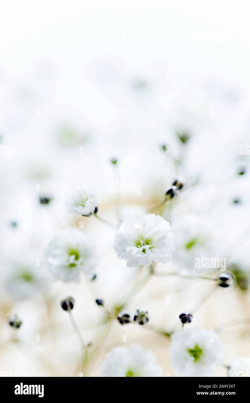 White baby's breath flowers arrangement Stock Photo - Alamy