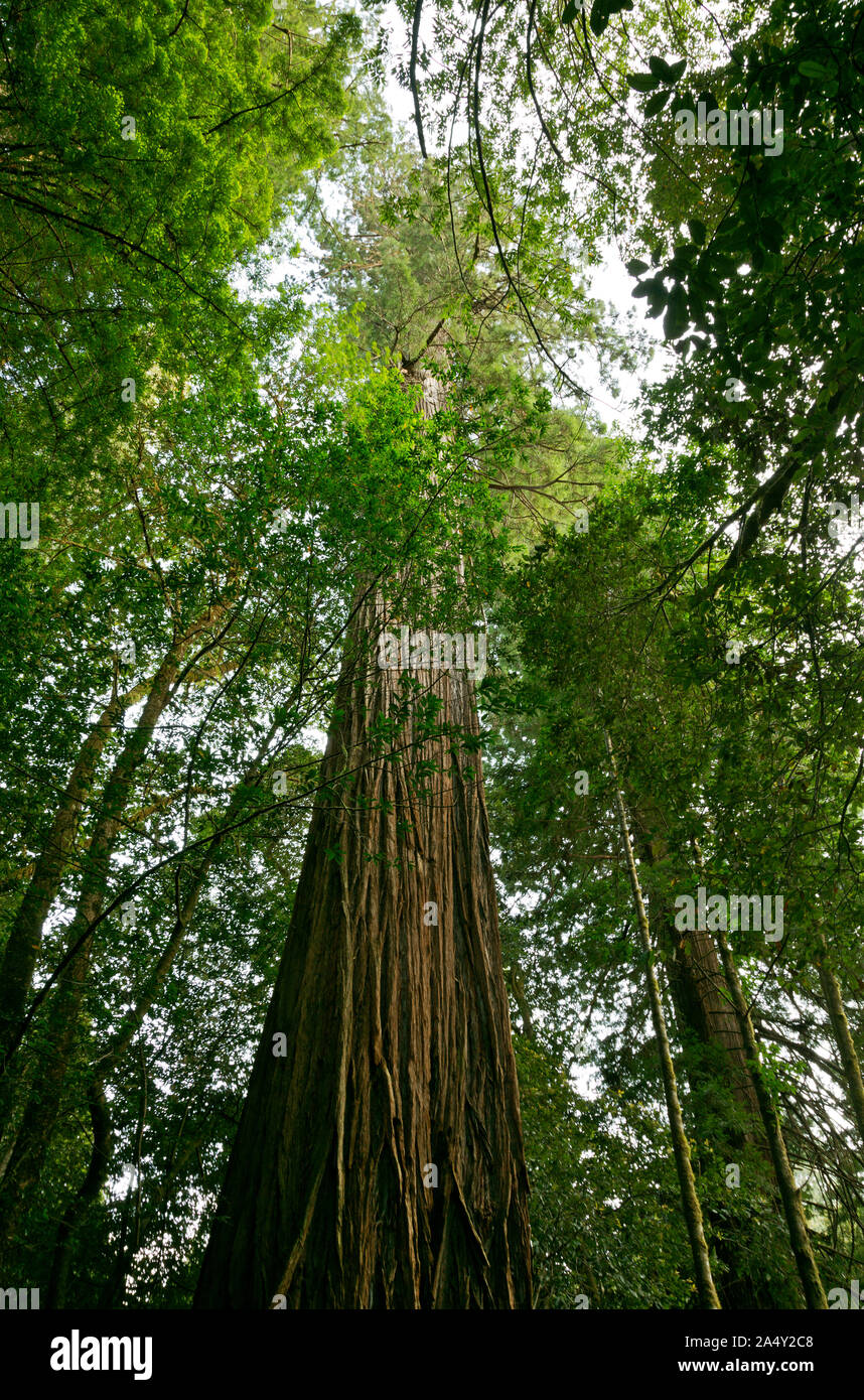 Tall tree hi-res stock photography and images - Alamy