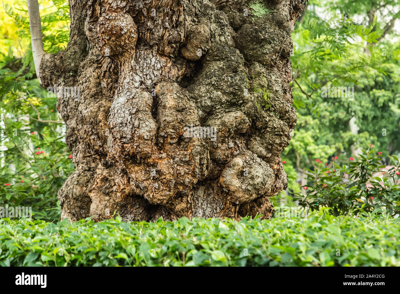 tree trunk tumor in green space closeup view Stock Photo - Alamy
