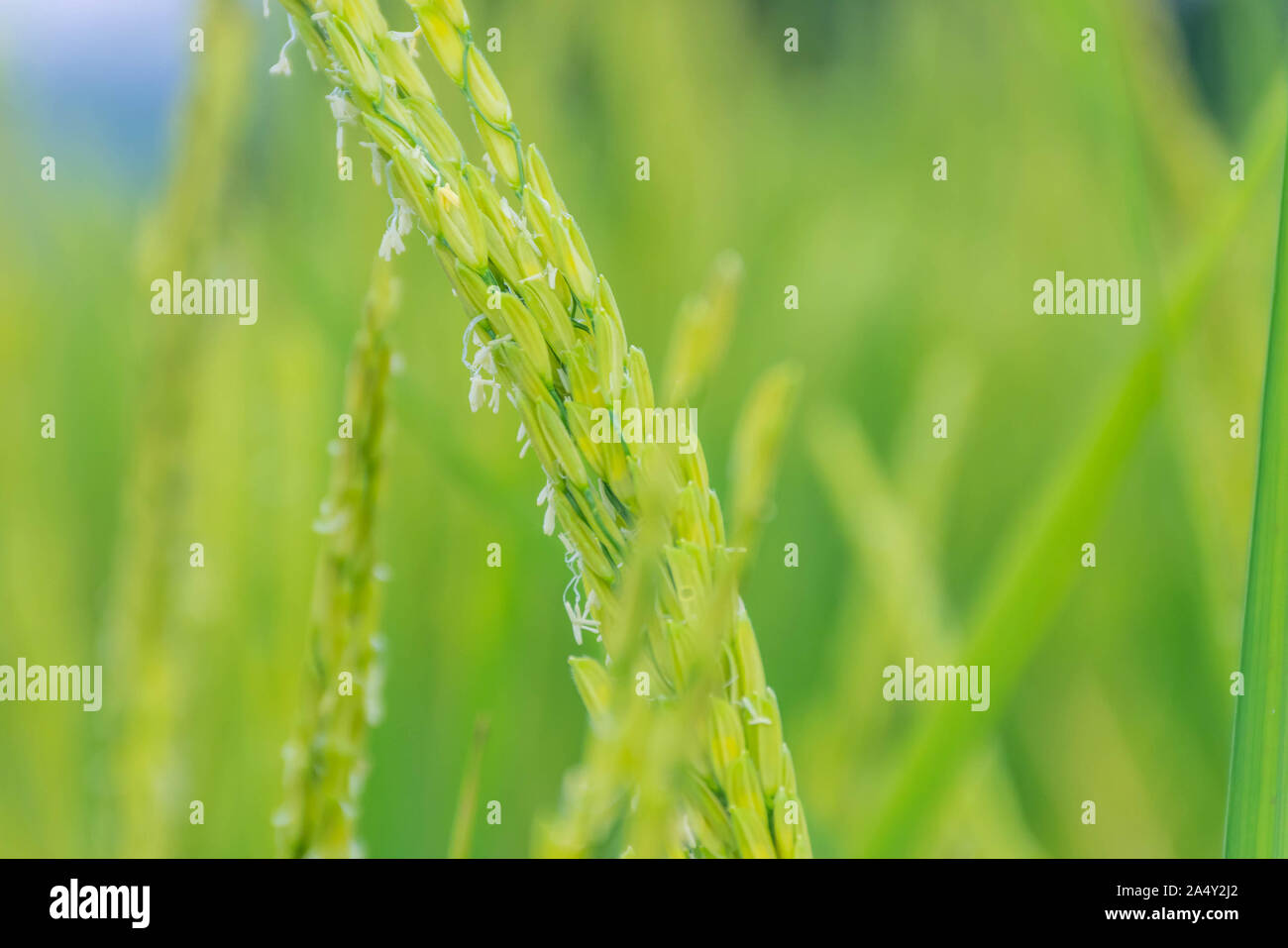 The season of the grain, reproductive stage of green paddy rice field ...