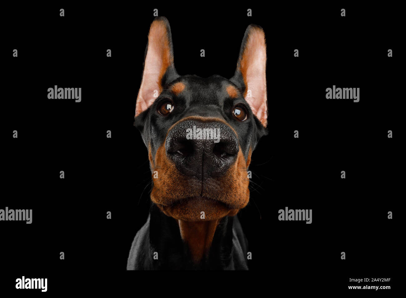 Funny sniffing hi-res stock photography and images - Alamy
