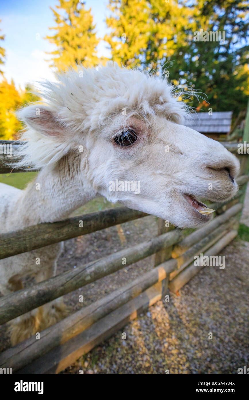 Portrait of an white Alpaca on a farm Stock Photo - Alamy