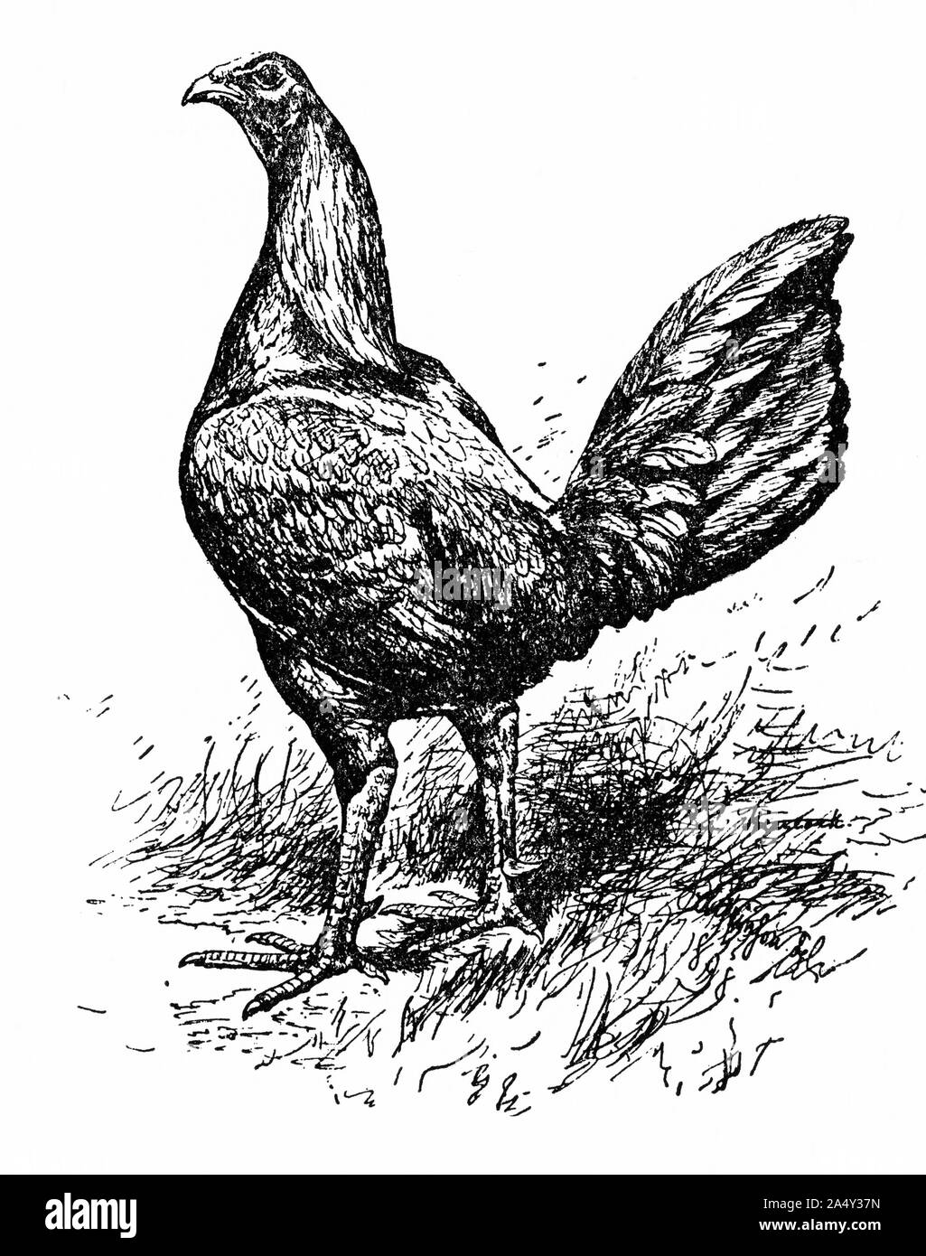 Gallus gallus domesticus engraving Cut Out Stock Images & Pictures - Alamy