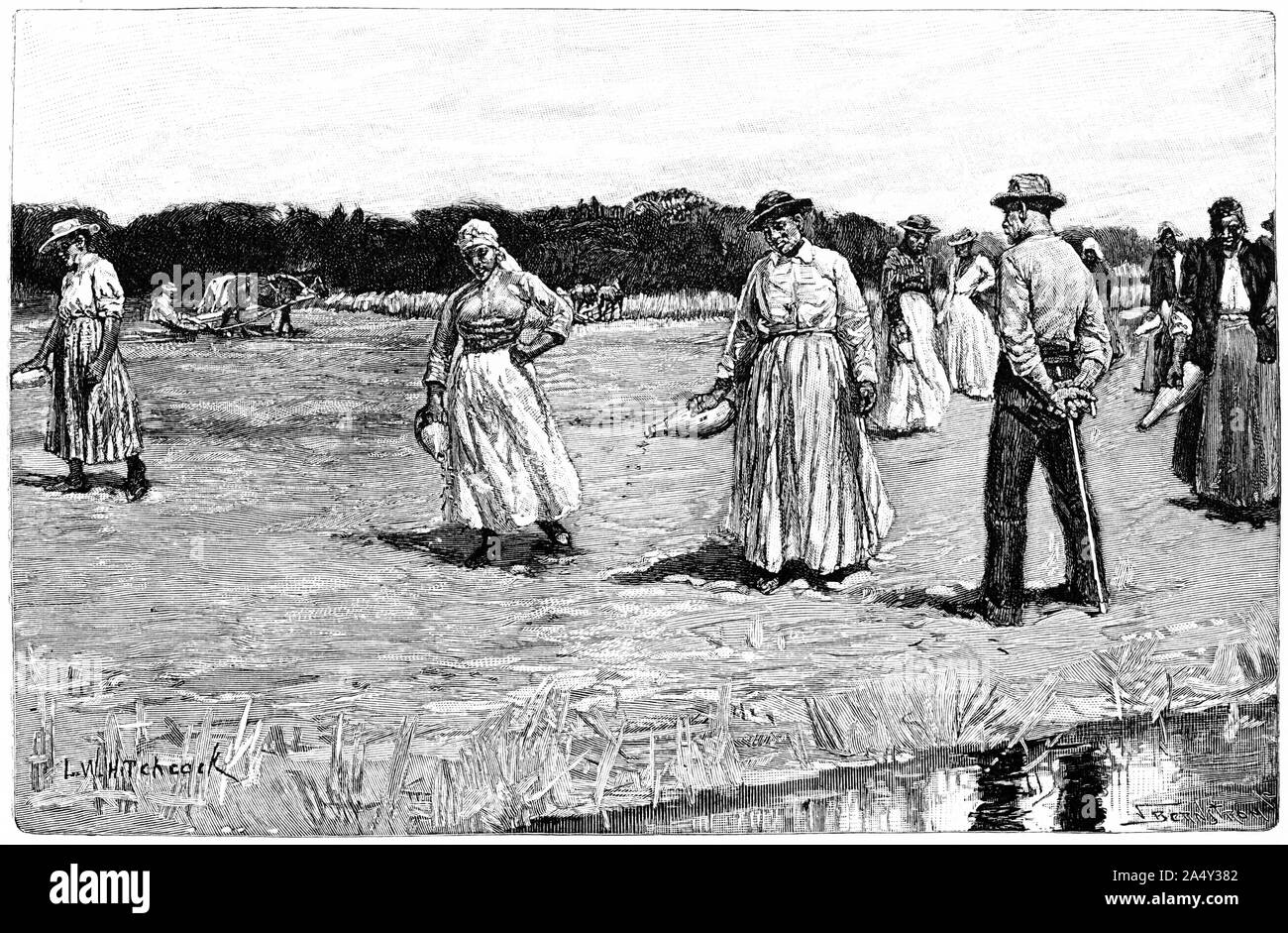 Engraving of a team of African slaves planting rice on a Carolina ...