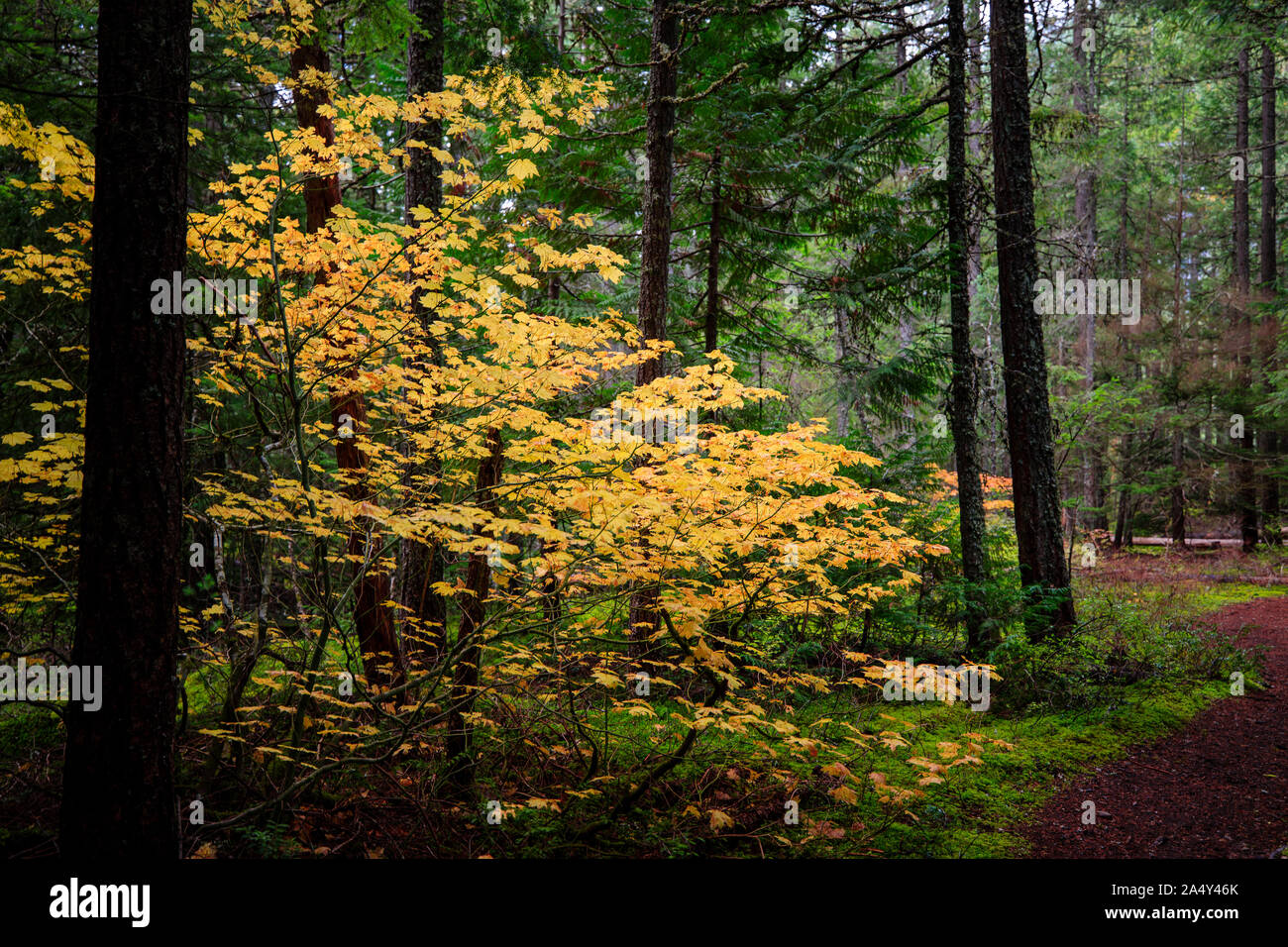 Autumn foliage appears along trail through forest Stock Photo - Alamy