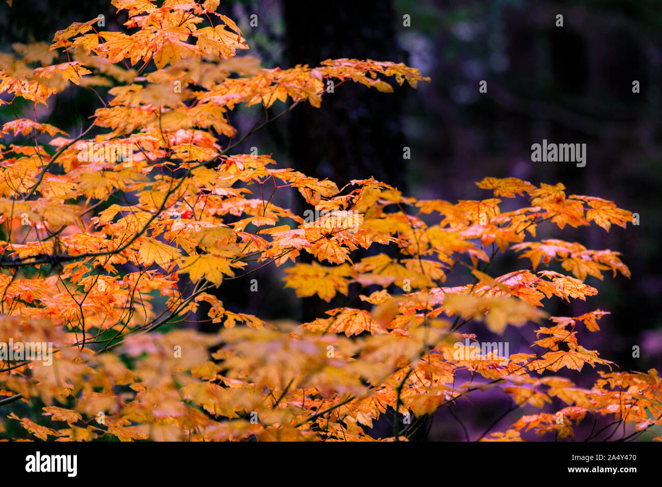 October orange color maple leaves background Stock Photo - Alamy