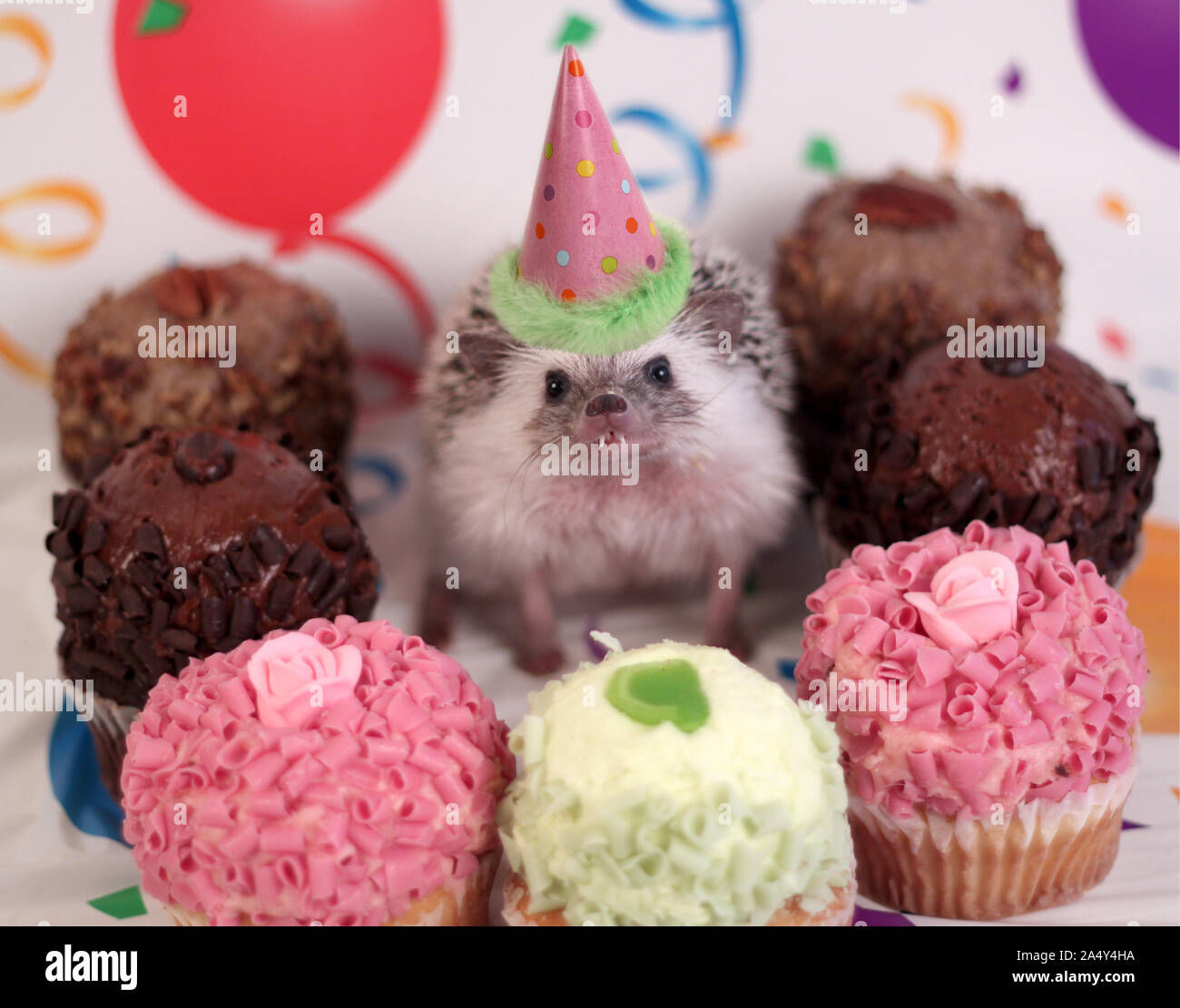 Cute Hedgehog Happy Birthday