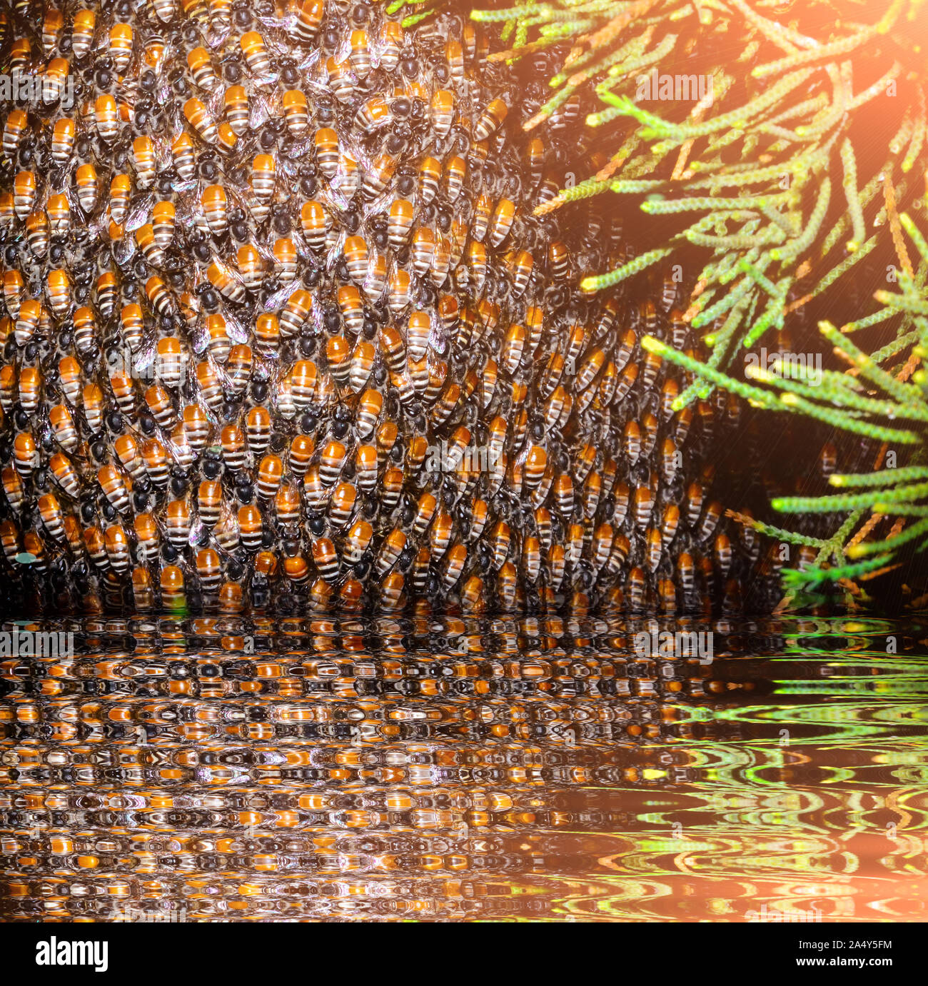 bee hive with honeycomb near water reflection Stock Photo - Alamy