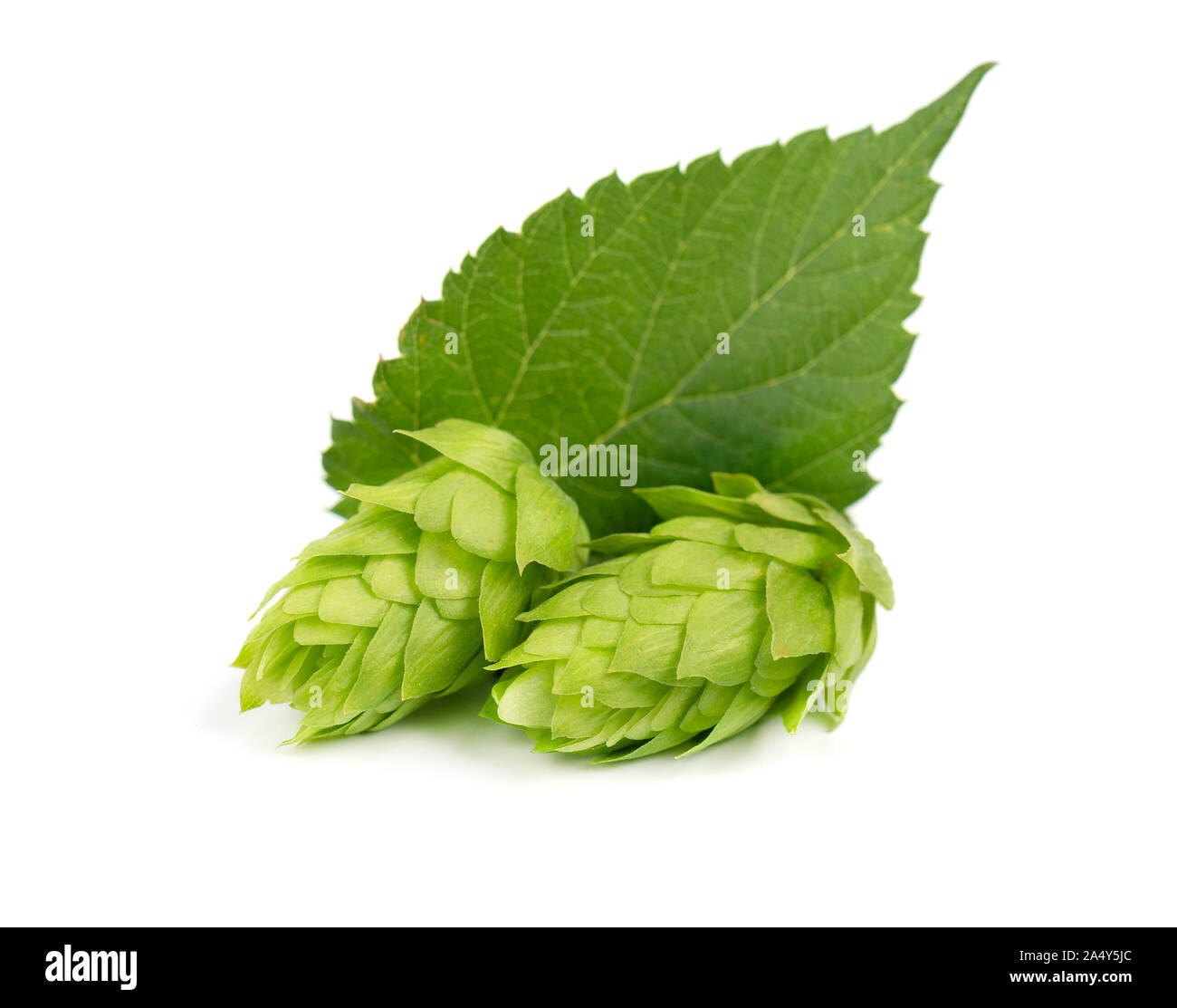 Fresh green hop branch, isolated on white background Stock Photo - Alamy