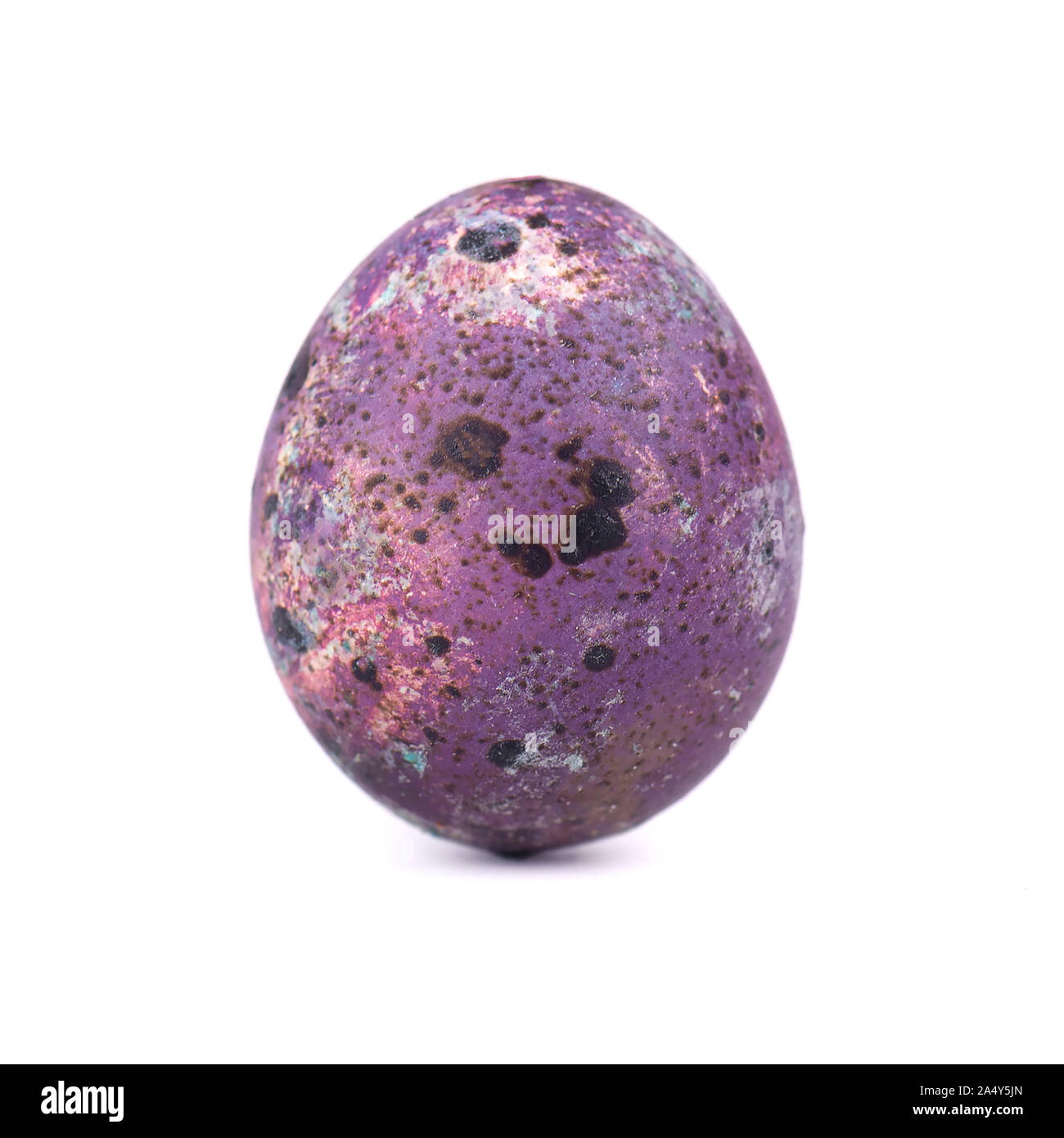 Quail easter egg purple color, isolated on white background. Easter ...