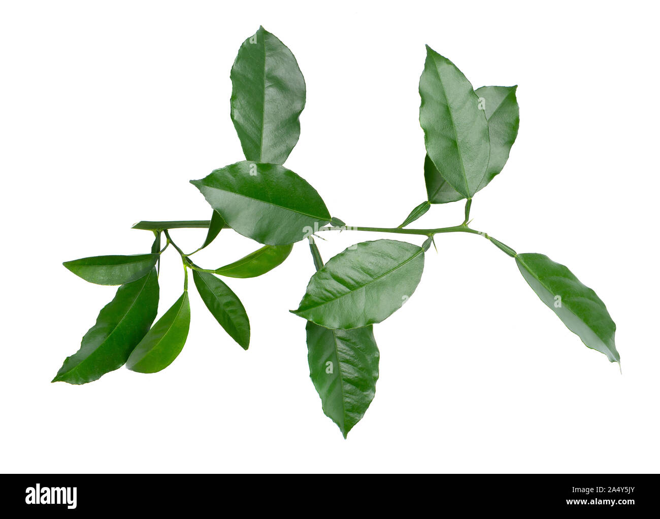 Citrus leaves isolated on white background. Leaves of lemon, mandarin ...