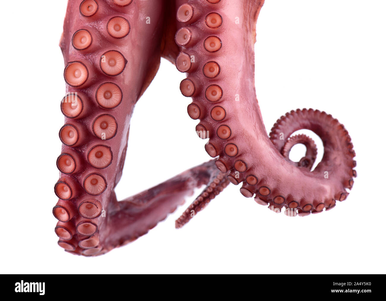 Tentacles of octopus isolated on white background Stock Photo - Alamy