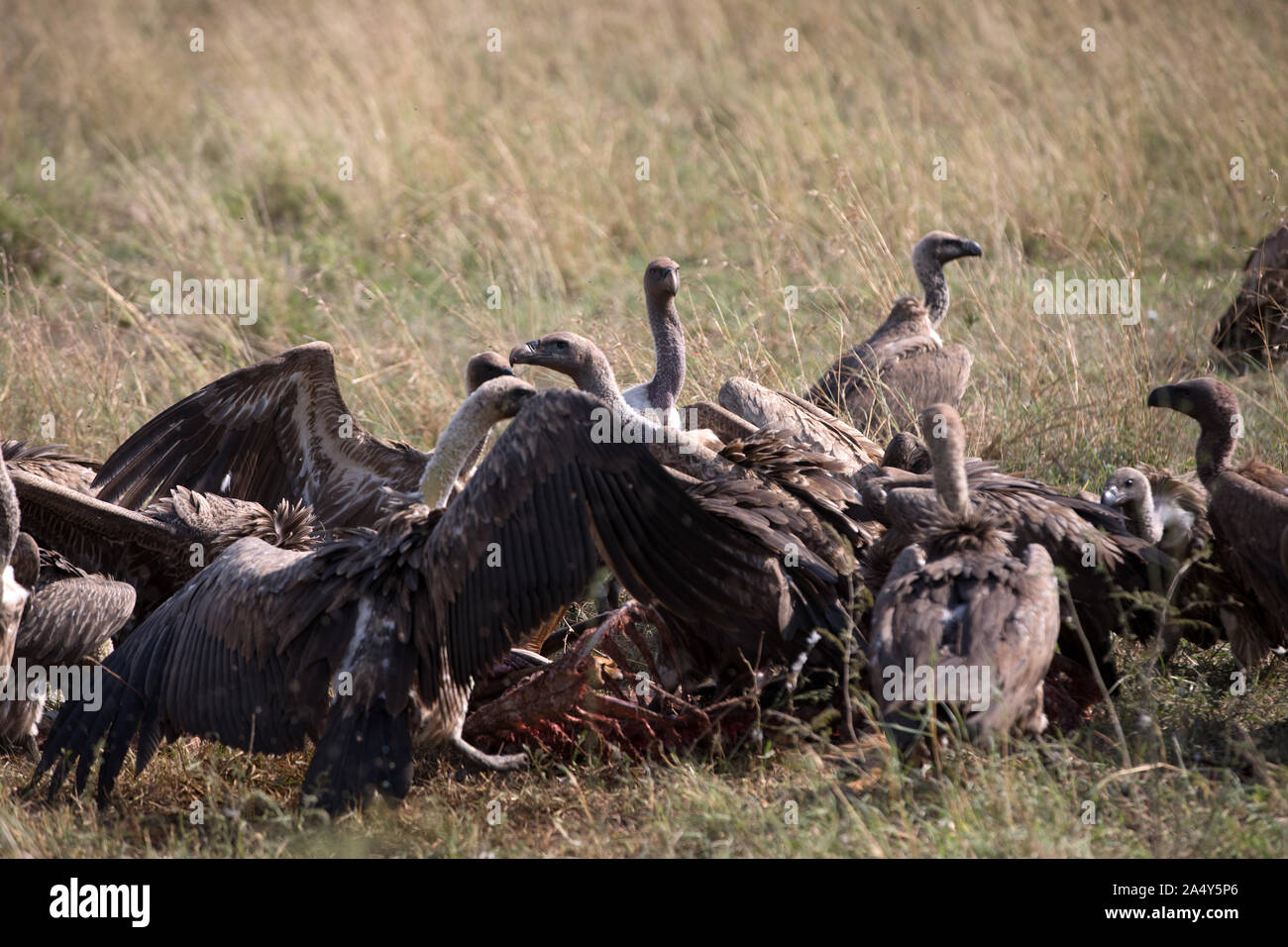 Vultures Fighting Dead Carcass High Resolution Stock Photography and ...