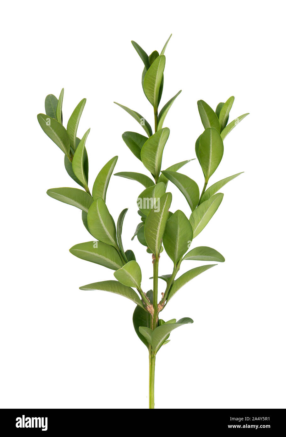 Boxwood Wood High Resolution Stock Photography and Images - Alamy