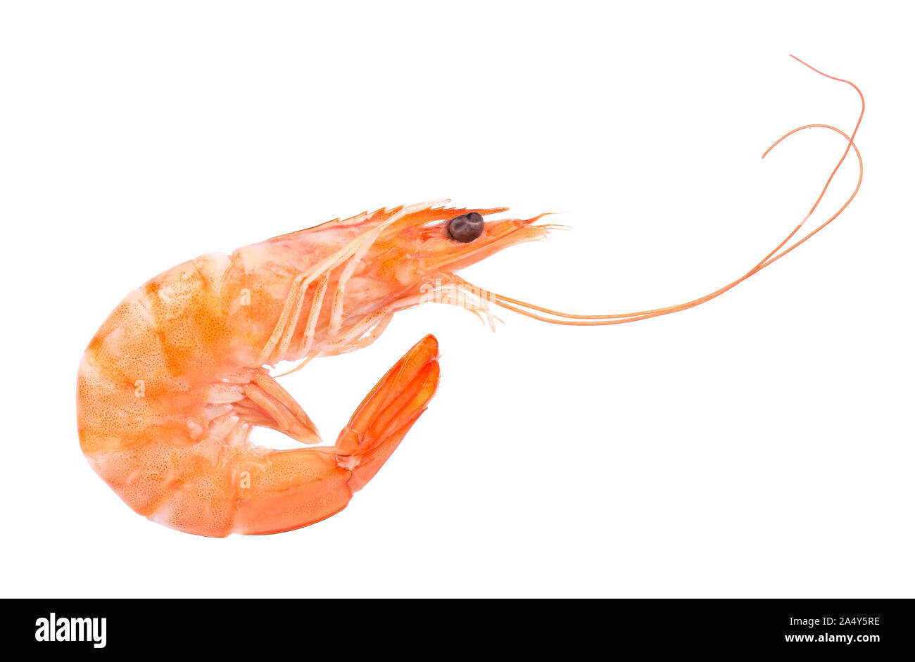 Red cooked prawn or tiger shrimp isolated on white background Stock ...