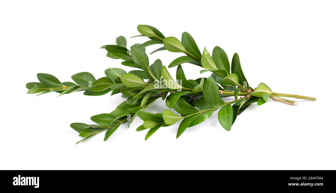 Boxwood Wood High Resolution Stock Photography and Images - Alamy