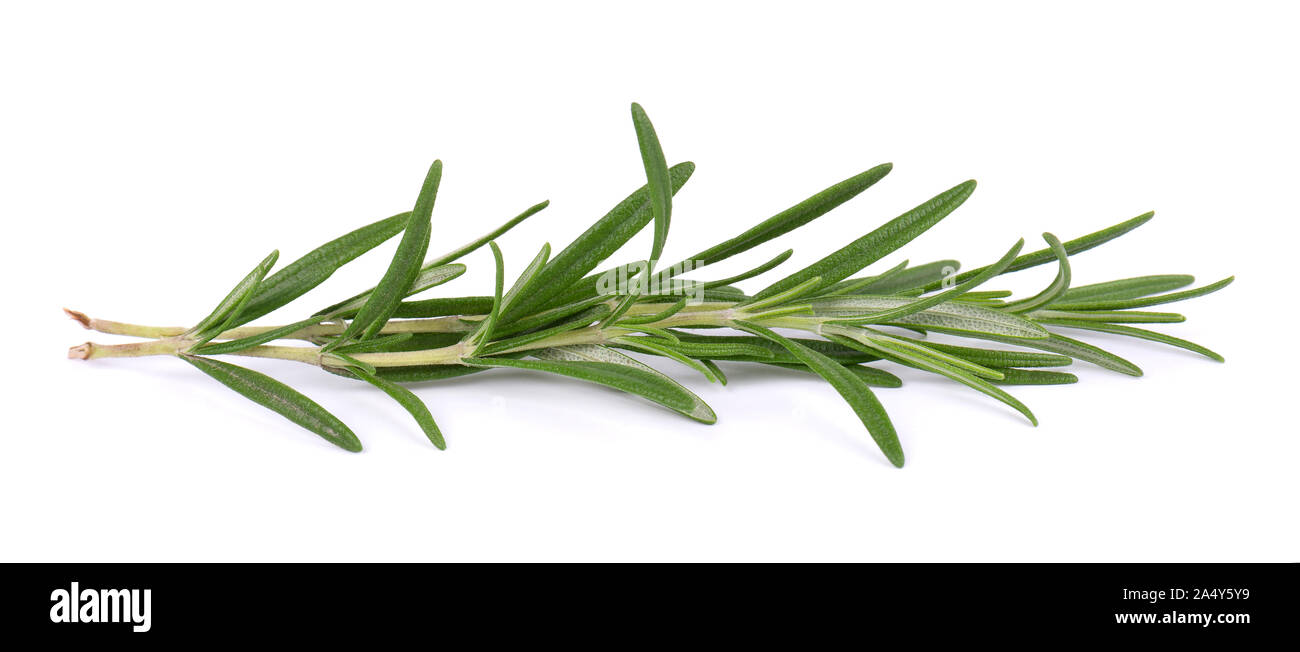 Rosemary rosmarinus officinalis single leaf hi-res stock photography ...