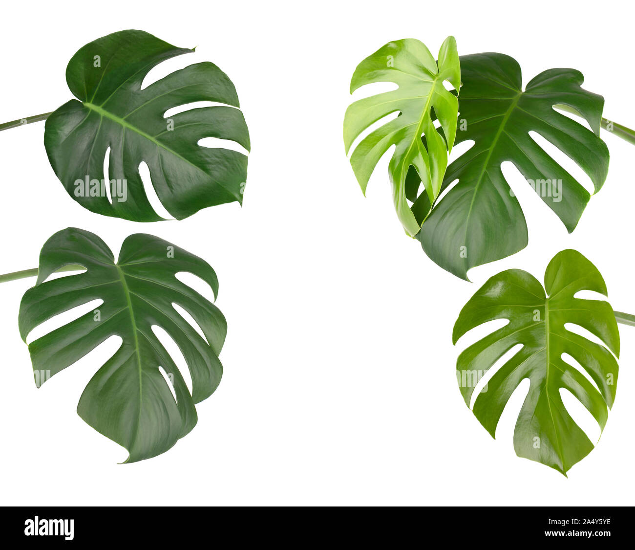 Tropical jungle monstera leaves isolated, isolated on white background ...