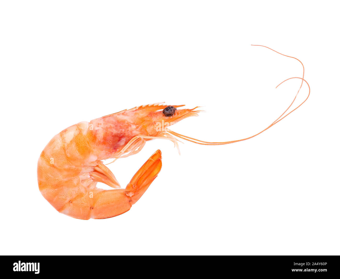 Red cooked prawn or tiger shrimp isolated on white background Stock ...