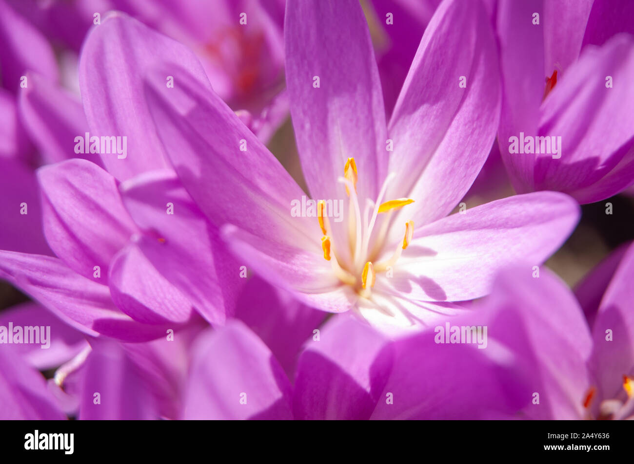 macrophotography of colchicum autumnale flowers, poisonous plants with ...