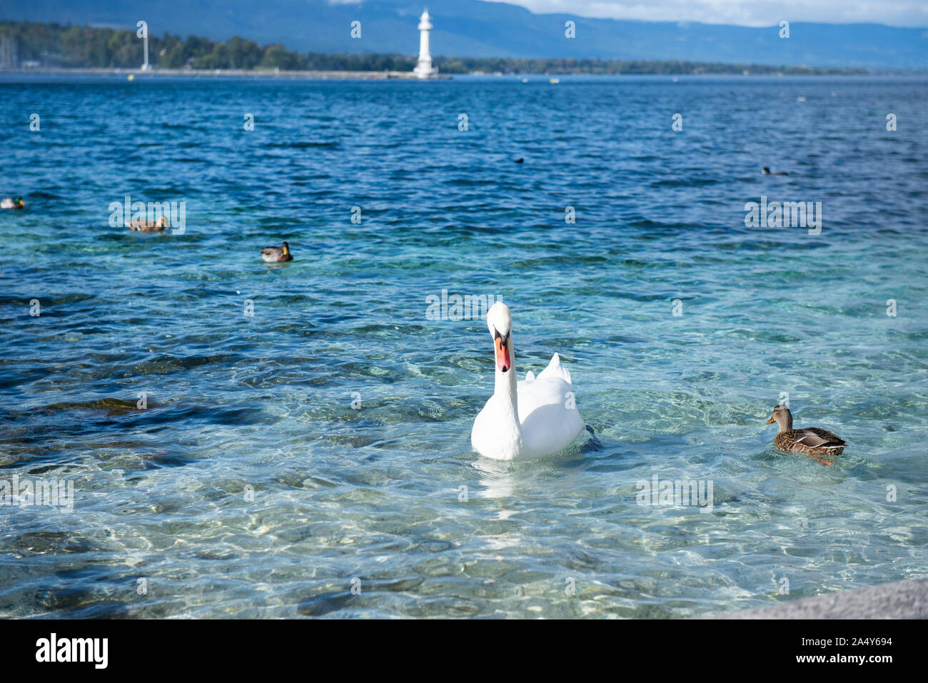 Swans on Lake Geneva Stock Photo - Alamy