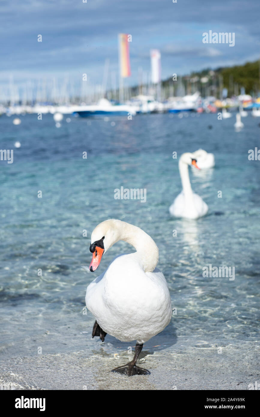Swans on Lake Geneva Stock Photo - Alamy